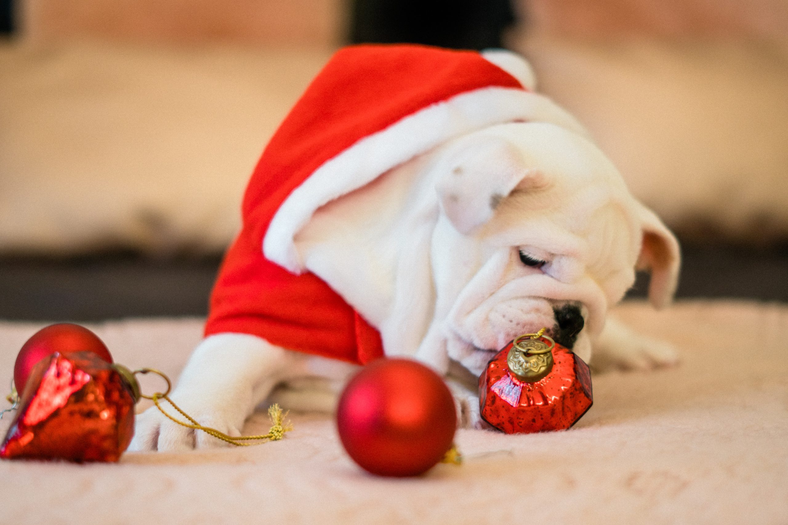 Prepara a tu perro para las fiestas | Wasky | WaskyBlog